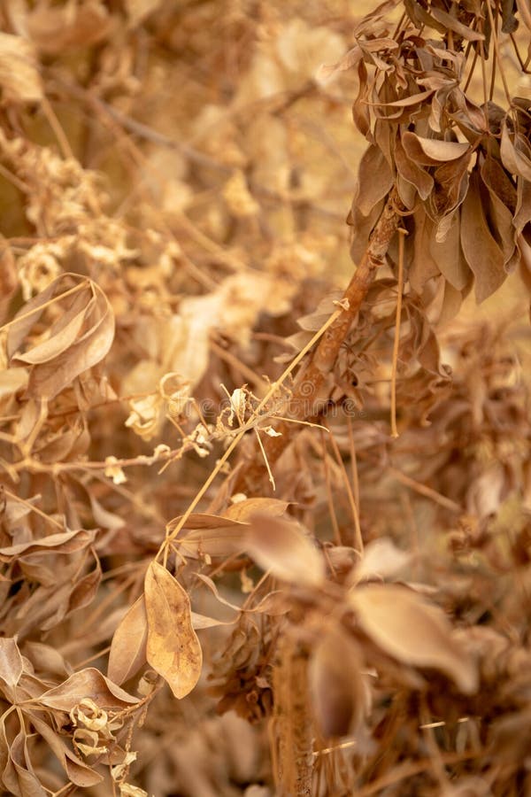 Dead Leaves Good for Textures Stock Image - Image of natural, good ...
