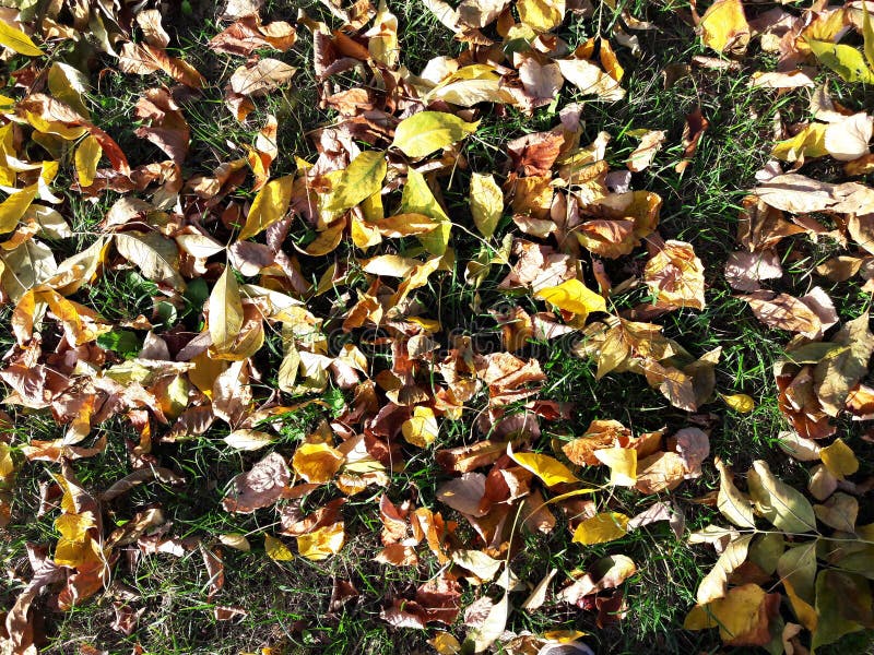 Dead autumn leaves stock photo. Image of wood, seasonal - 12945368
