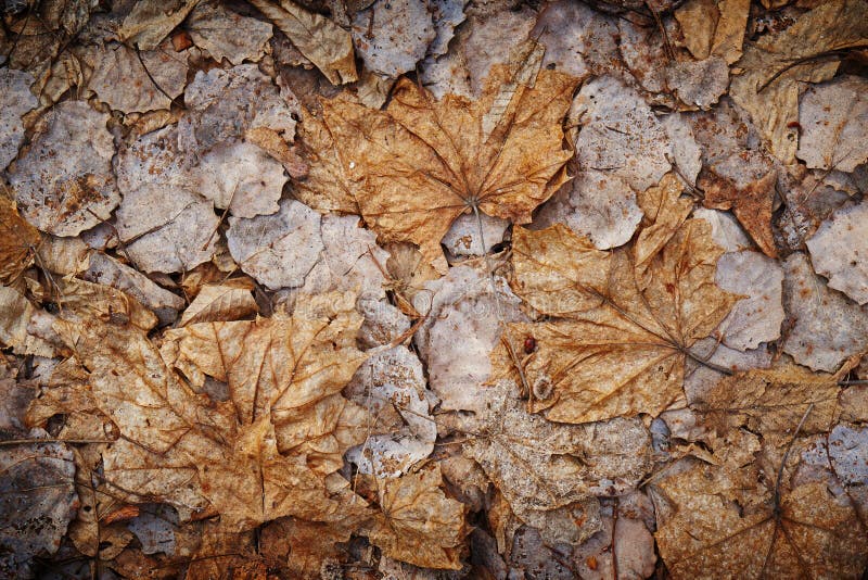 Dead leaves stock image. Image of heap, textured, winter - 62751077
