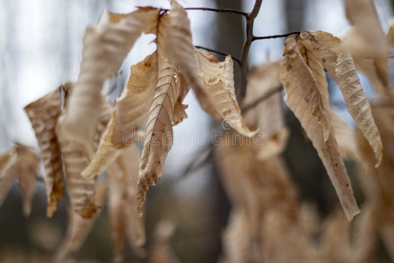 Dead Leaves Hanging on Tree in Woods Stock Image - Image of dead ...