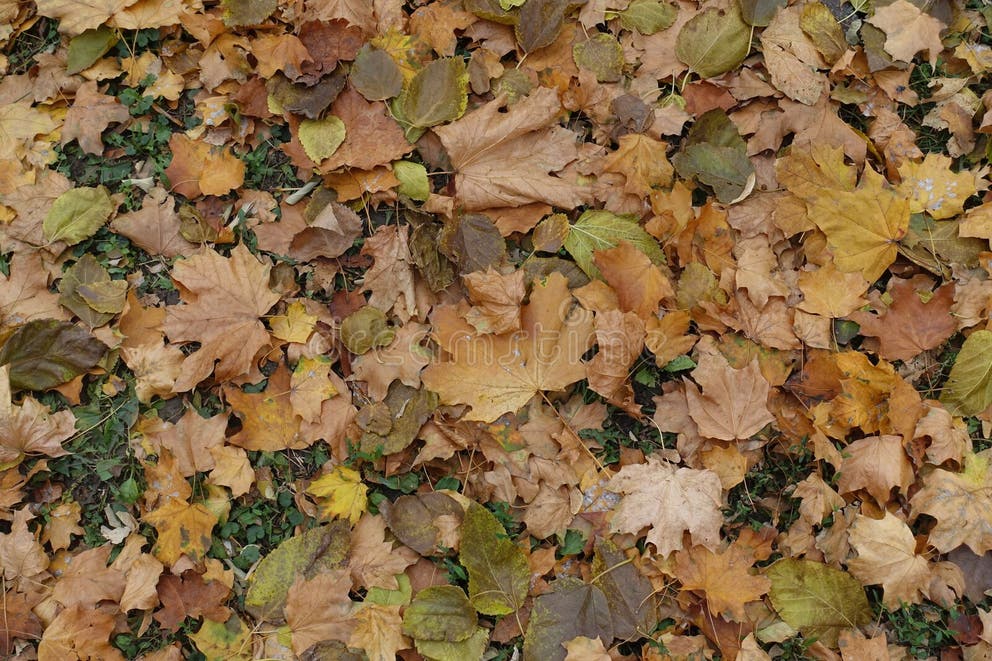 Dead Leaves of Maple on the Ground Stock Photo - Image of candid ...