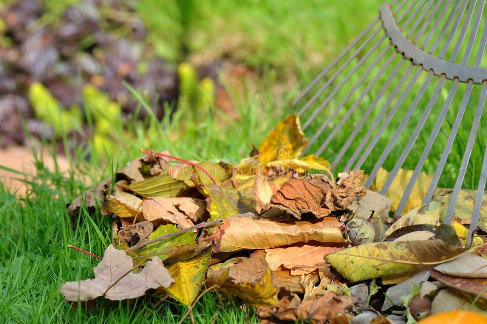 Dead leaves stock photo. Image of rake, leaves, grass - 53221776