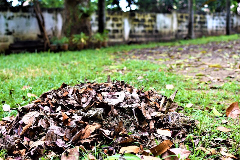 Dead Leaves Pile. a Heap of Dry Leaves Stock Image - Image of falling ...