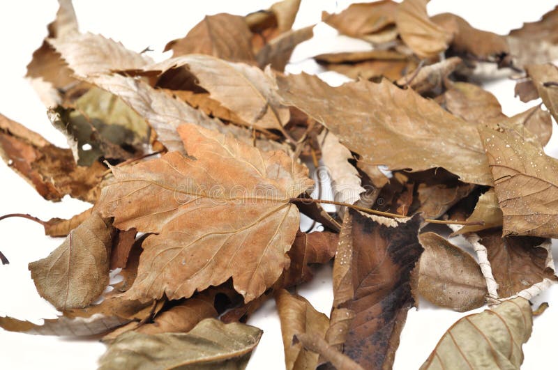 Dead leaves stock image. Image of plant, gardening, mound - 364709