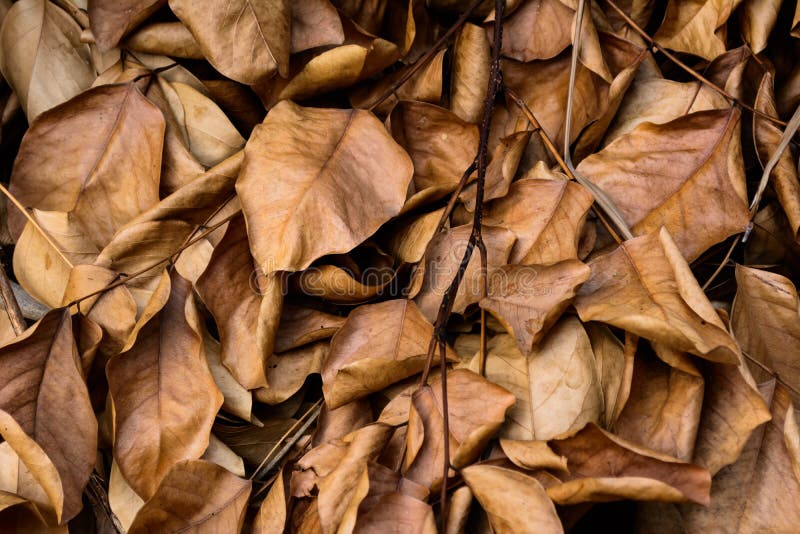 Dead Leaves Shot Ideal for Backgrounds Textures Stock Photo - Image of ...