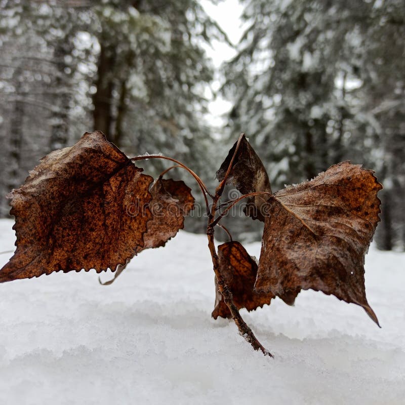 Dead leaves on snow stock image. Image of nature, twig - 206472453