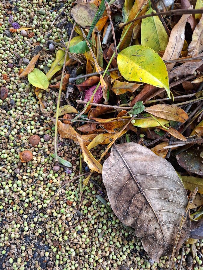 Dead Leaves and Tree Beans Under the Forest Floor Stock Photo - Image ...