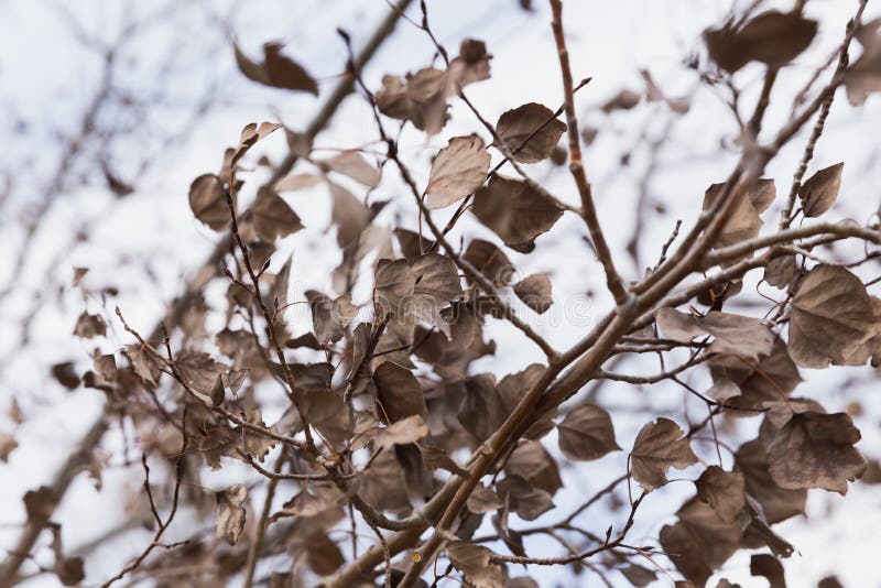 Dead Leaves on Tree Branches Stock Photo - Image of flora, vascular ...