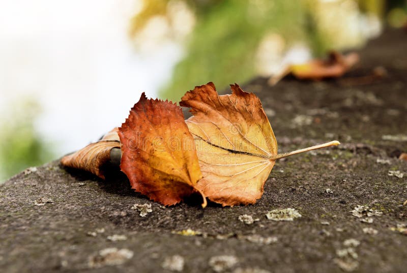 Dead leaves stock photo. Image of leaf, beauty, brown - 71445118