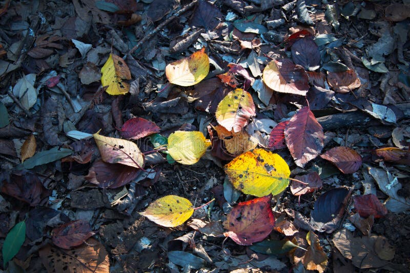 Dead Leaves stock image. Image of withered, season, dead - 46958885