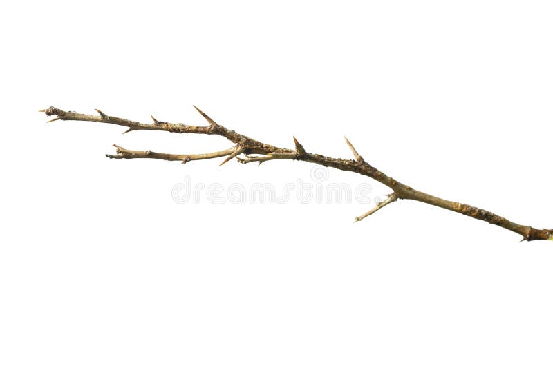 Dead Lemon Branches of a Tree, Dry Branches with Cracked Dark Bark ...