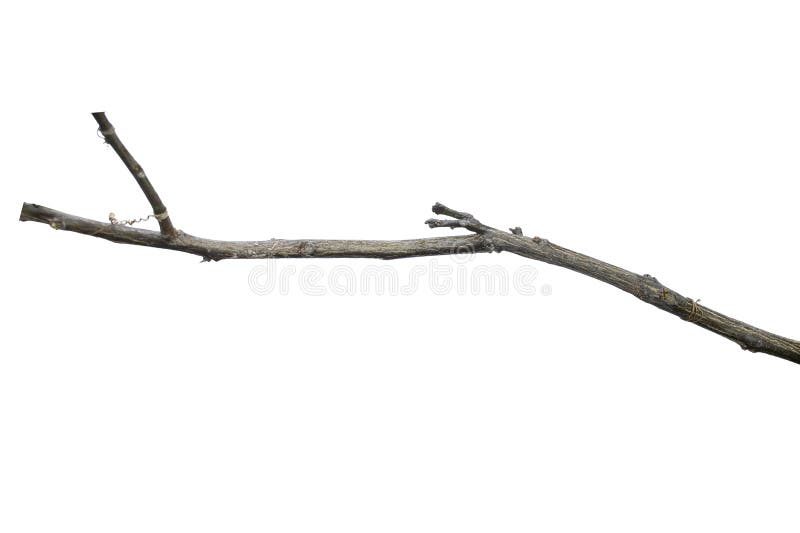 Lemon Bird Font Stock Photos - Free & Royalty-Free Stock Photos from ...