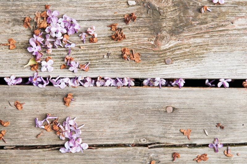 Dead lilac stock image. Image of blooms, dead, flower - 56073131