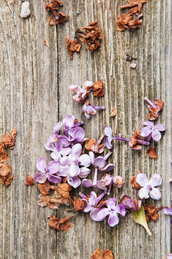 Dead lilac stock photo. Image of board, flowers, wilt - 56073680