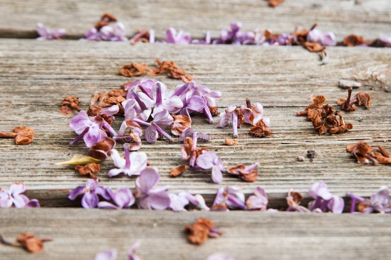 Dead lilac stock photo. Image of deck, dying, finished - 56073684