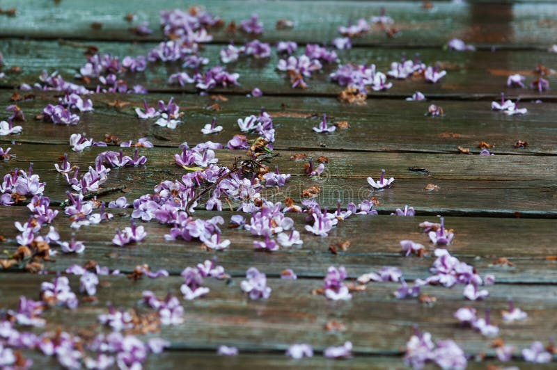 Dead lilac in the rain stock image. Image of abstract - 56073679