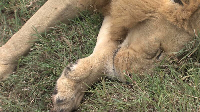 Dead Lion on the savanna stock footage. Video of savanna - 98051244