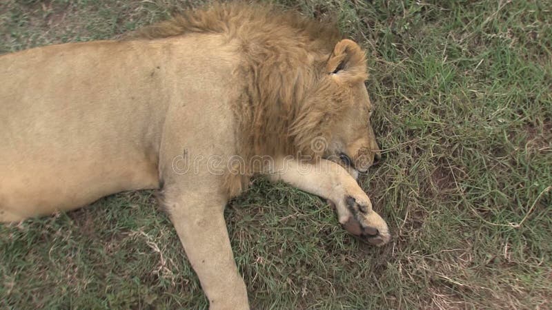 Dead Lion on the savanna stock footage. Video of tired - 98052402