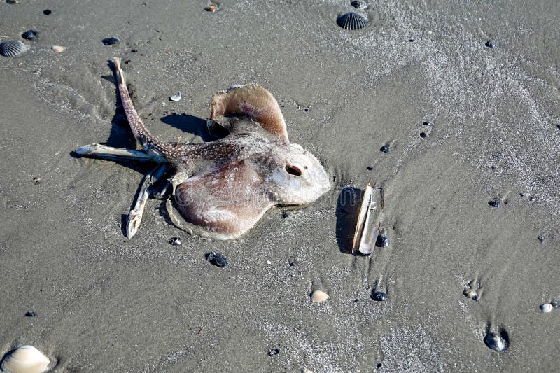 Dead Little Skate Fish Washed Up on a Wet Sandy Beach Stock Photo ...