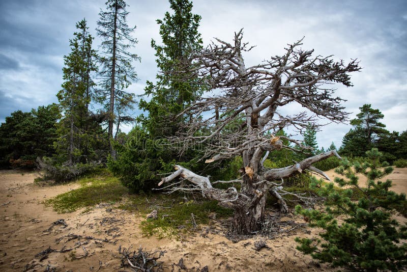 Dead and live trees stock image. Image of sand, landscape - 76840607