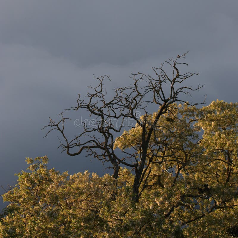 Dead and living tree stock image. Image of dead, outdoor - 100271233