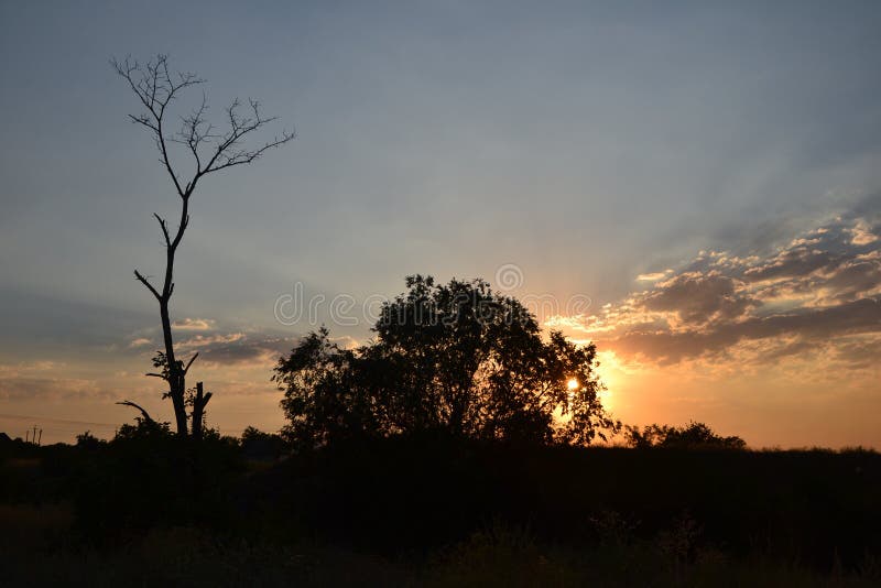 Dead and Living Tree in the Field in Background Under Sunset Sky Stock ...