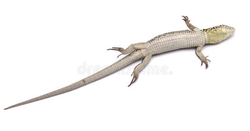 Dead lizard stock photo. Image of crawler, wild, tail - 9593322