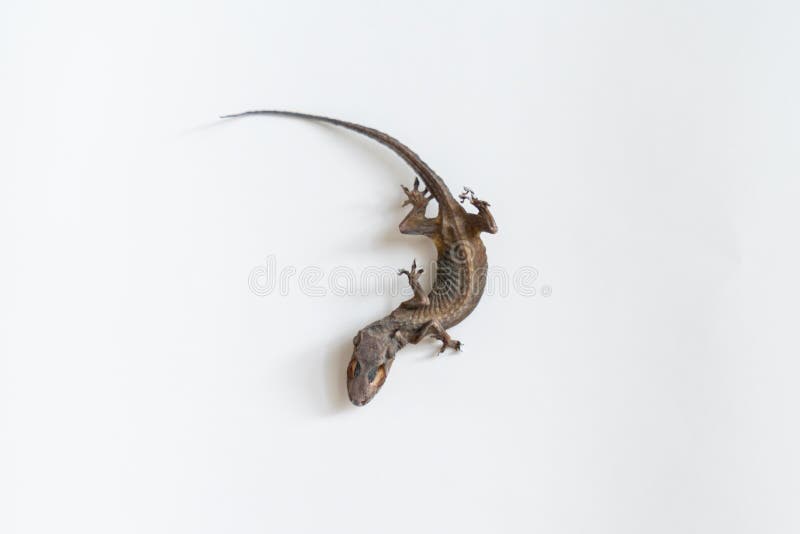 Dead lizard carcass stock image. Image of disgusting - 356479955
