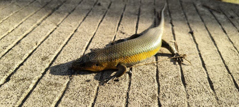 Dead Lizard on a Concrete Road Infested with Red Ants Stock Image ...