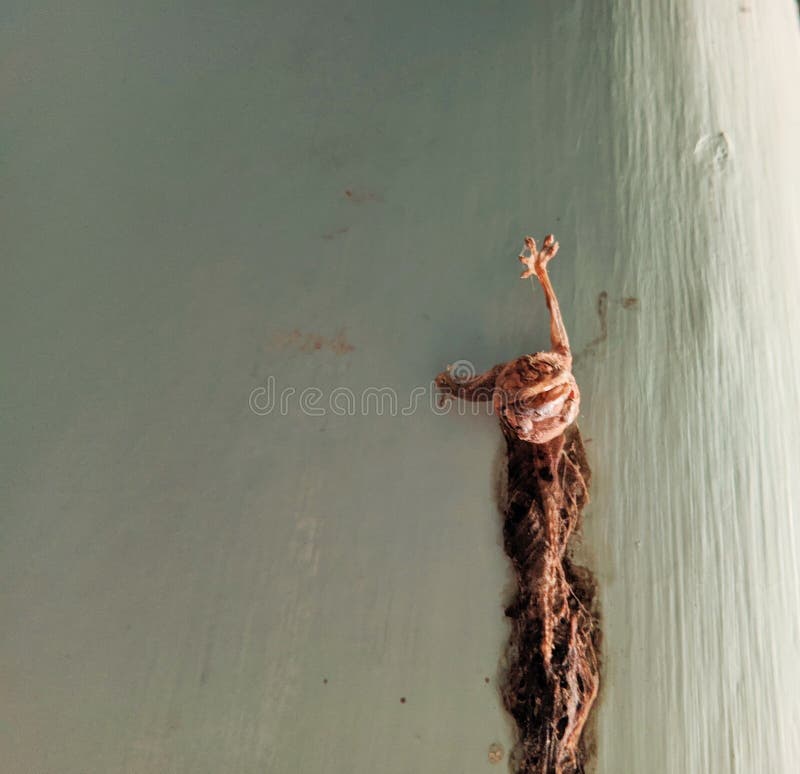 A Dead Lizard Dried Up and Stuck To the Wall Stock Photo - Image of ...