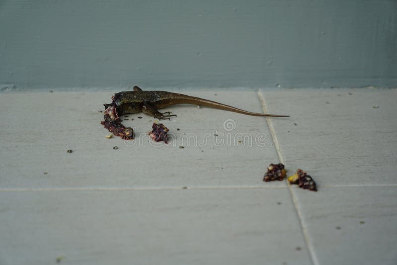 A Dead Lizard on the Floor. Stock Image - Image of headless, nature ...