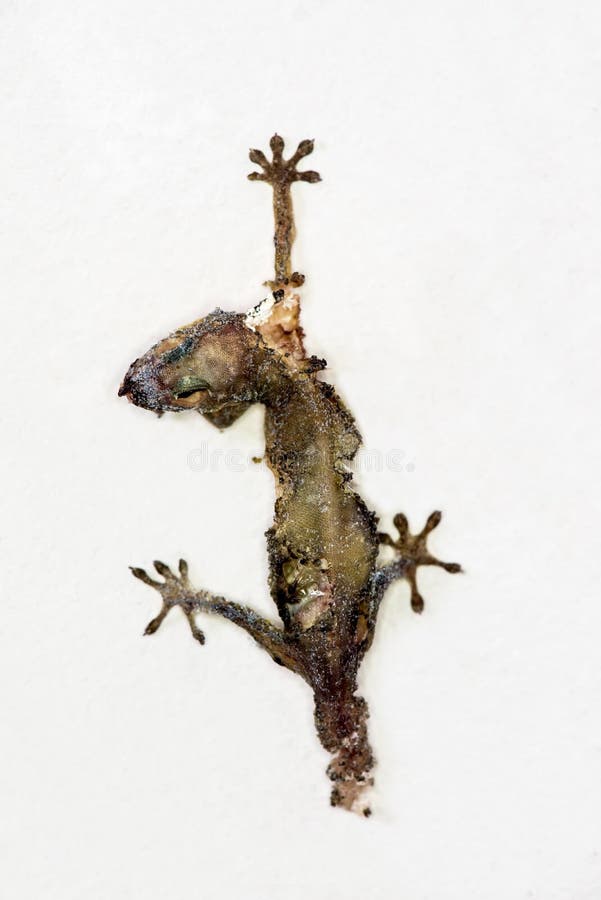 Dead lizard stock image. Image of isolated, alone, natural - 96613033