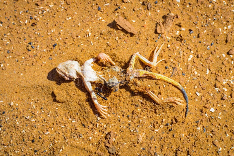 Dead Lizard on Sand Background in Desert Stock Photo - Image of danger ...