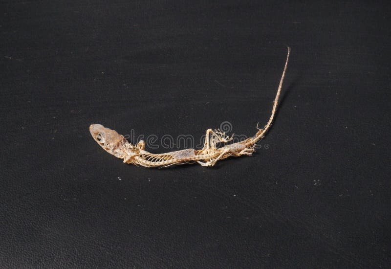 Dead Lizard Skeleton in Intact Condition Stock Image - Image of ...