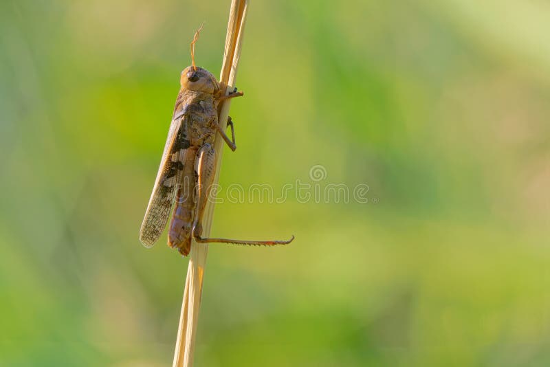 Dead locust stock photo. Image of stem, wild, insect - 195860932
