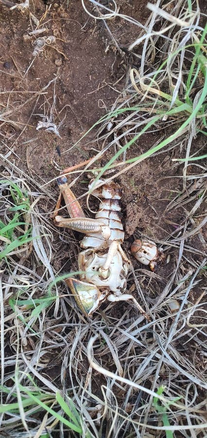 Dead locust skeletons stock image. Image of death, skeletons - 160803481