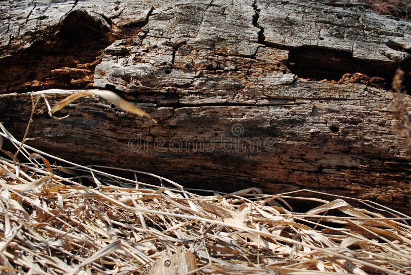 Dead Log stock image. Image of dead, fallen, tree, dried - 41076717