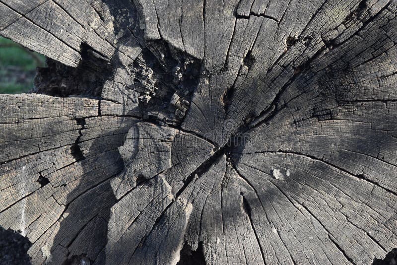 Dead log stock image. Image of landscape, nature, ring - 69638177