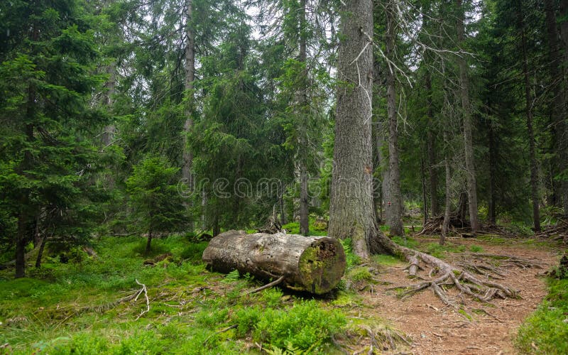 Dead log in a forest stock photo. Image of green, coniferous - 303989714