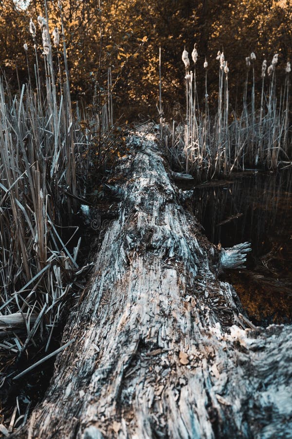Dead log stock image. Image of huge, closeup, park, nature - 102922901