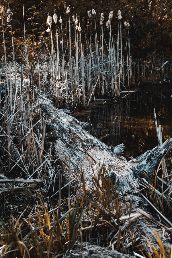 Dead log in the swamp stock image. Image of pond, frog - 147435363