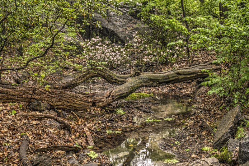 Dead log tree stock image. Image of plants, manhattan - 41119193