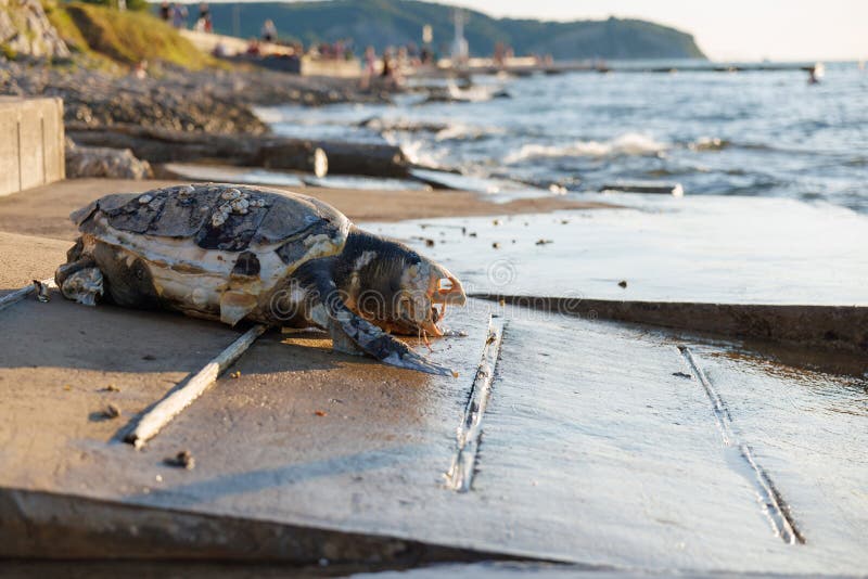 Dead Loggerhead Turtle Found on Beach Stock Photo - Image of animal ...