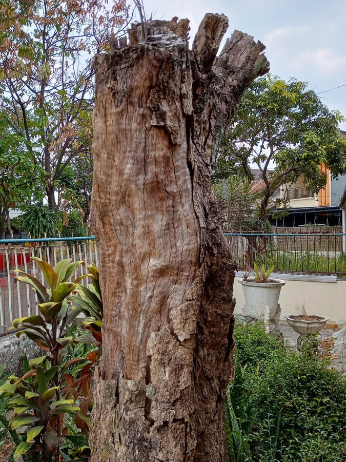 The Dead Longan Tree at Dry Season Stock Image - Image of longan ...