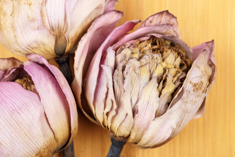 Dead lotus close up stock image. Image of lily, withers - 33183015