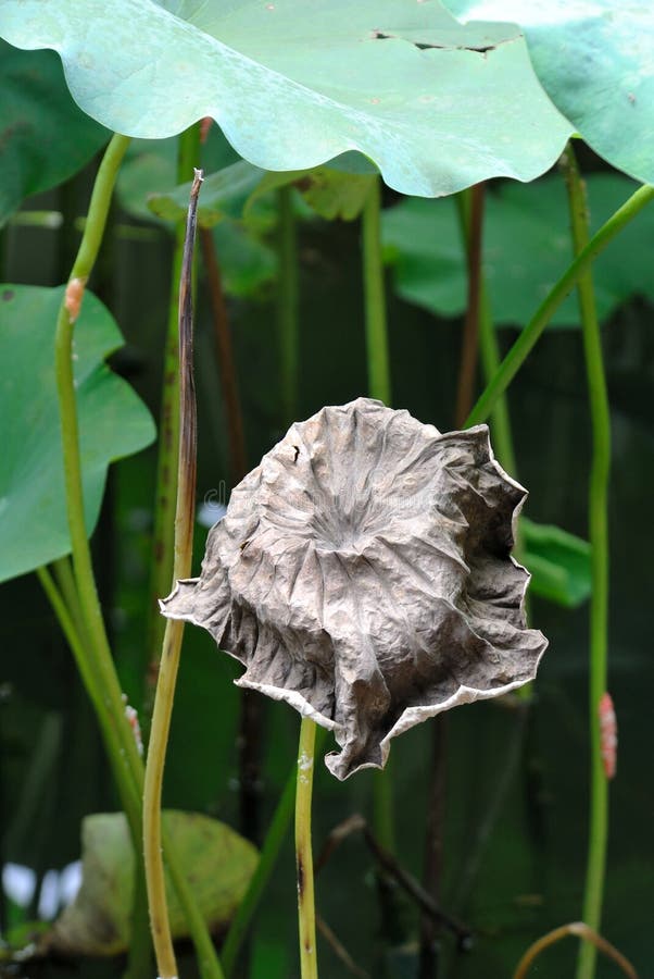 A dead lotus leaf stock photo. Image of landscape, dead - 32418896