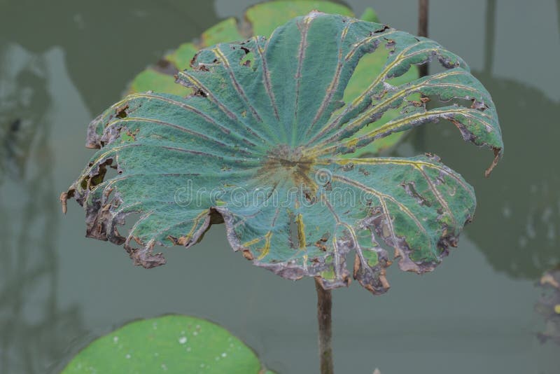 Dead lotus leaf stock photo. Image of lotus, outdoors - 44446444