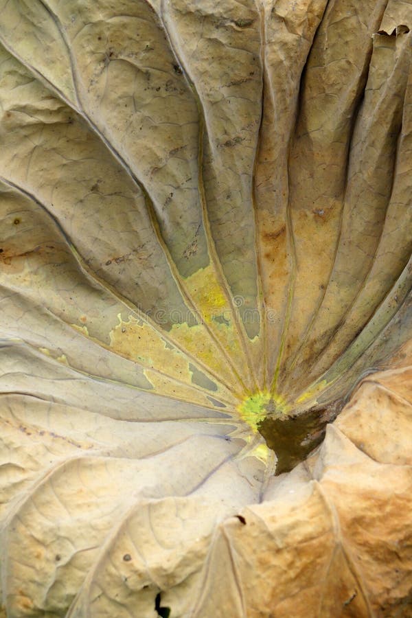 834 Dead Lotus Stock Photos - Free & Royalty-Free Stock Photos from ...