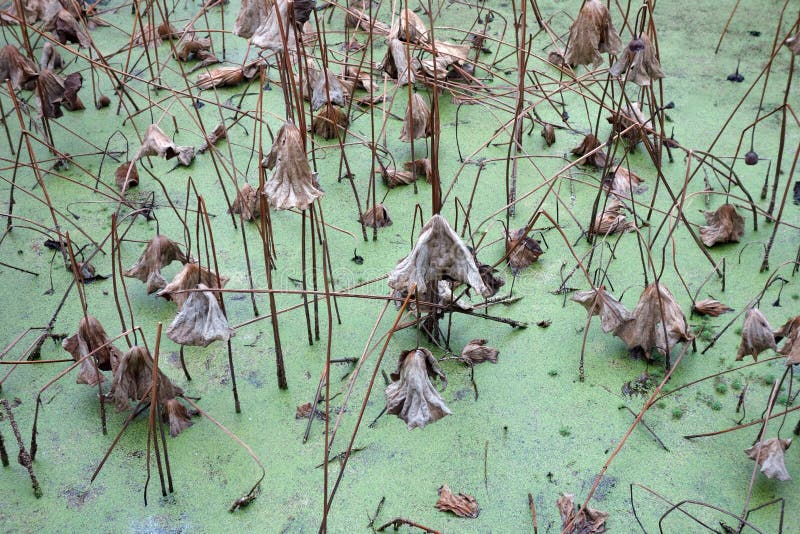 Dead of lotus pod stock photo. Image of water, specimen - 32312262