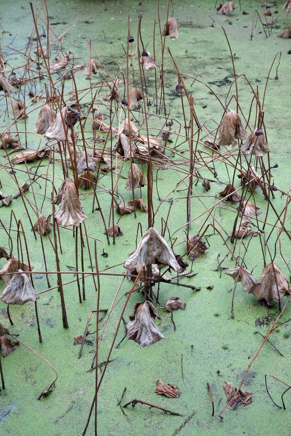 Dead of lotus pod stock photo. Image of water, specimen - 32312262